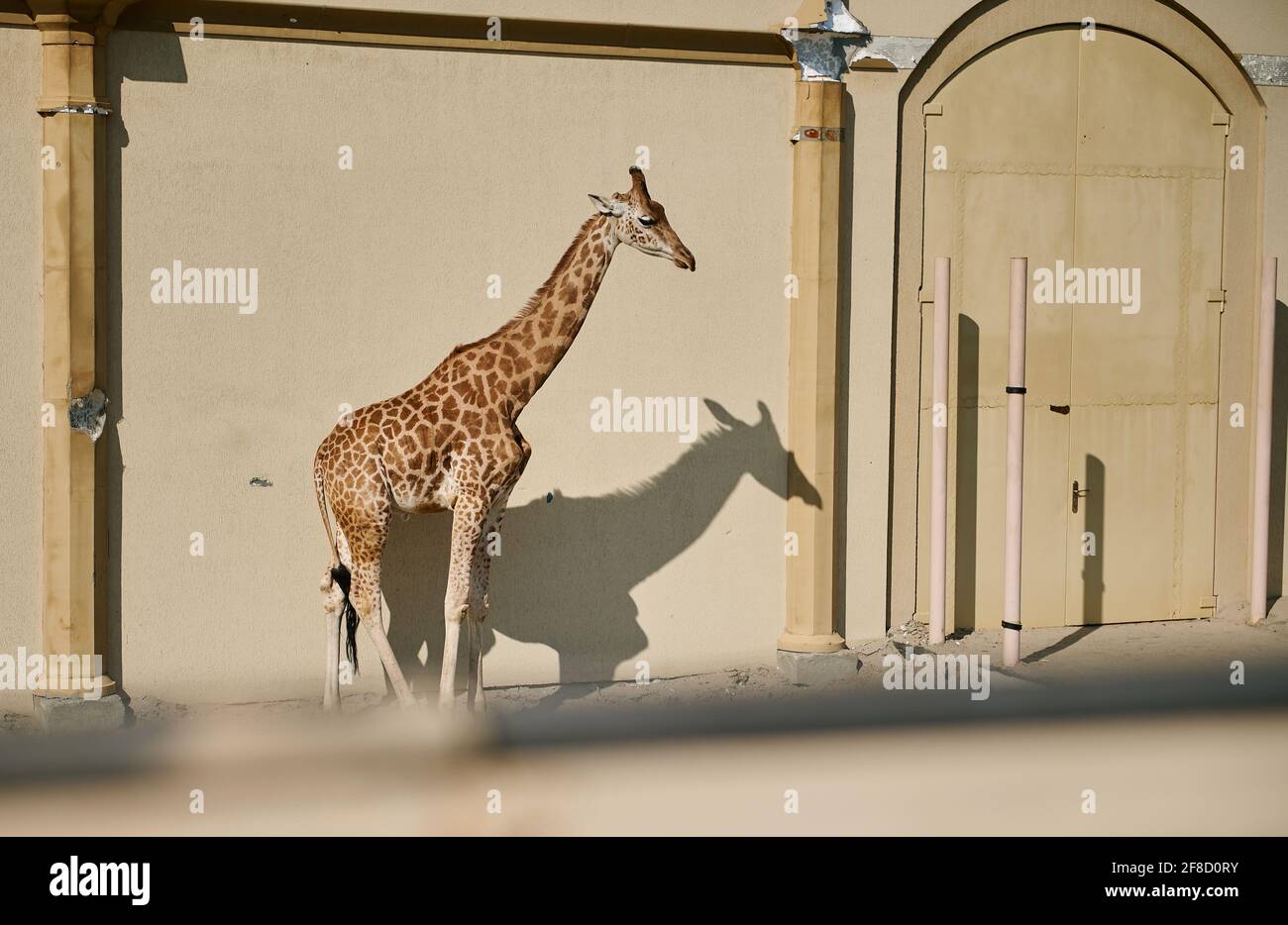 African giraffe in the zoo. Wild african animals in captivity Stock ...