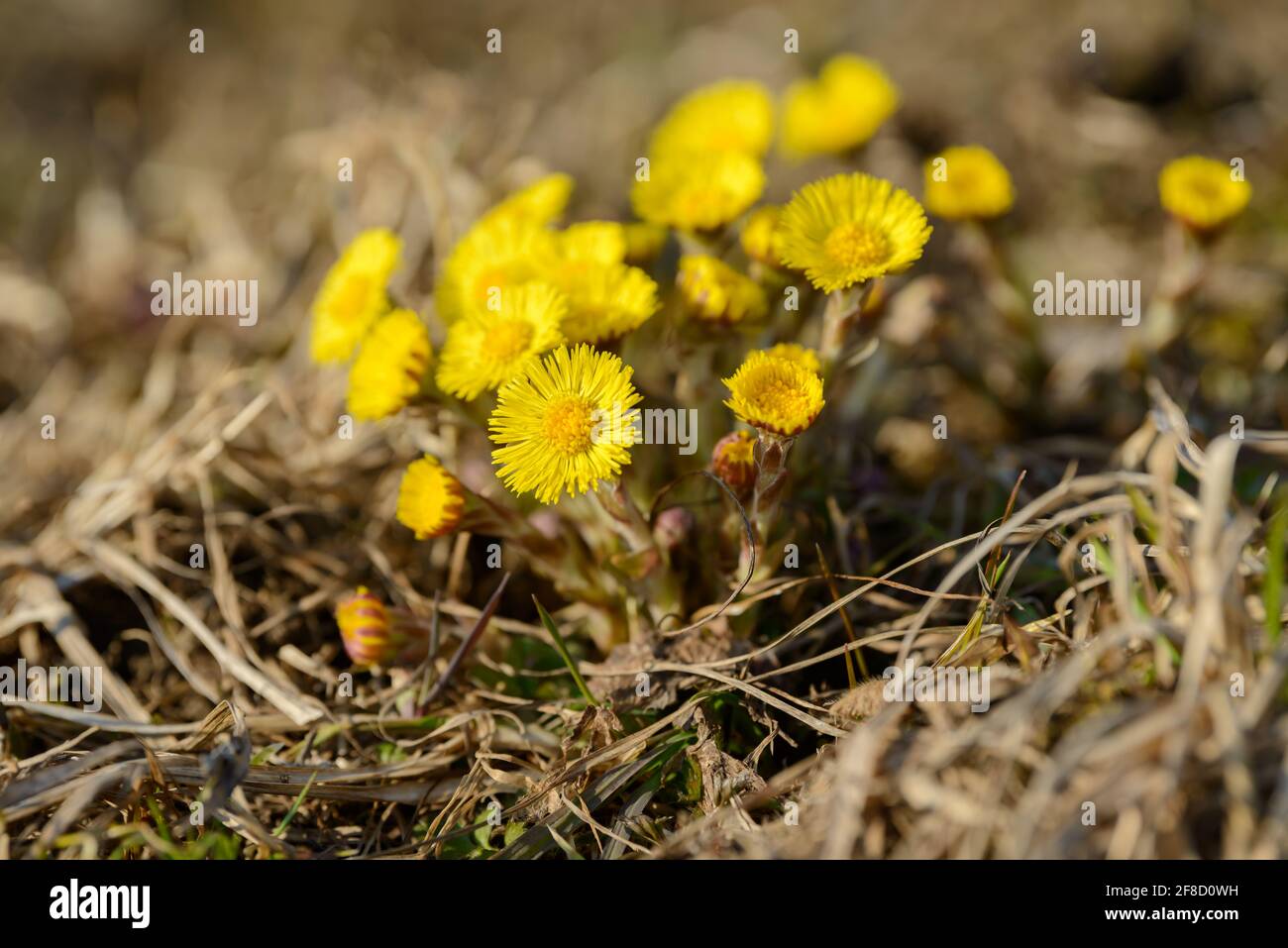 Coltsfoot or foalfoot medicinal wild herb. Farfara Tussilago plant ...