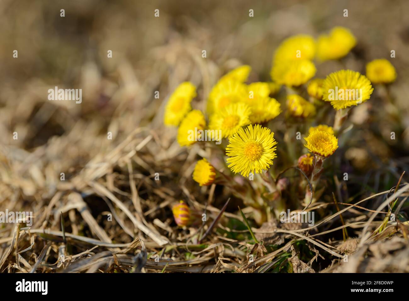 Coltsfoot or foalfoot medicinal wild herb. Farfara Tussilago plant ...