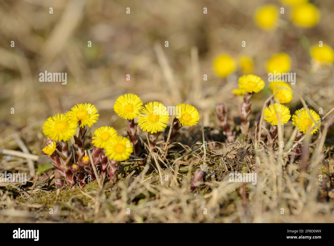 Coltsfoot or foalfoot medicinal wild herb. Farfara Tussilago plant ...