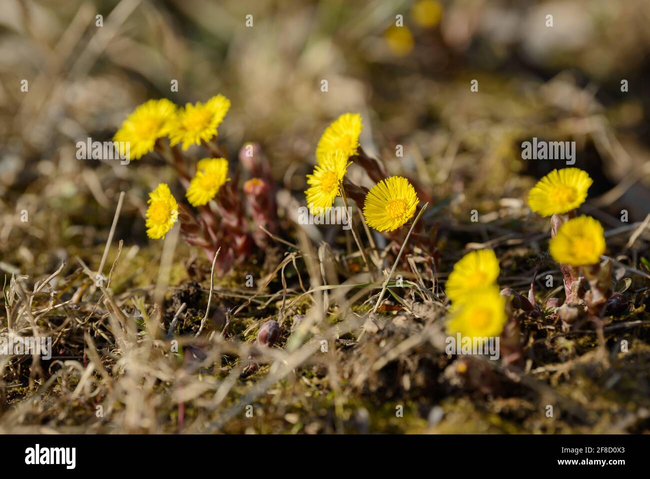 Coltsfoot or foalfoot medicinal wild herb. Farfara Tussilago plant ...