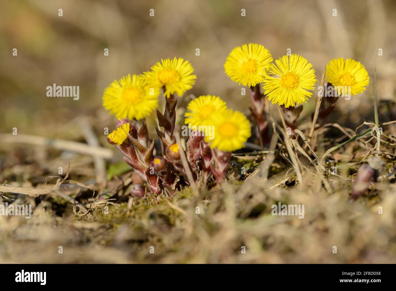 Coltsfoot or foalfoot medicinal wild herb. Farfara Tussilago plant ...