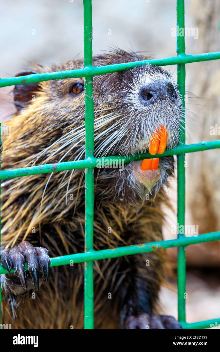 Nutria Rat High Resolution Stock Photography and Images - Alamy