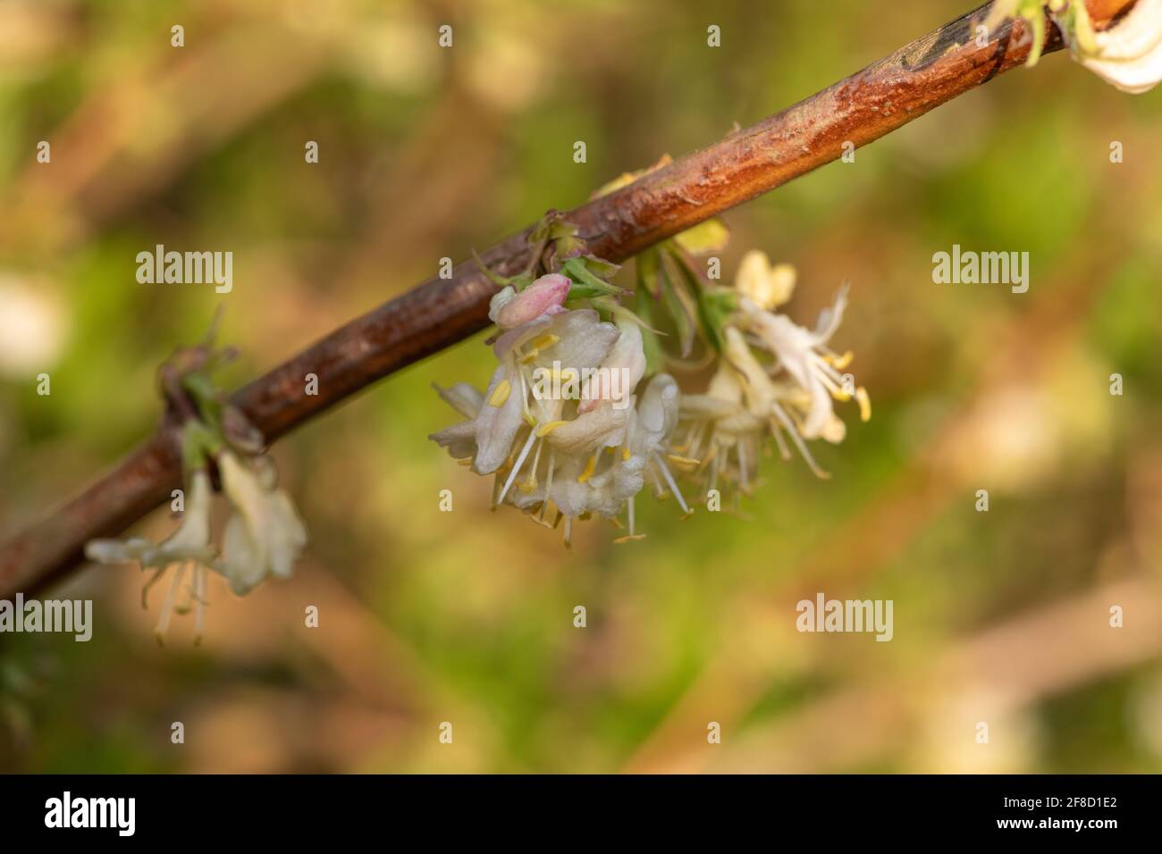 Close up of purpus honeysuckle (lonicera x purpusii) flowers in bloom ...