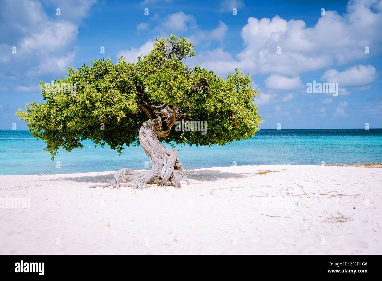 Eagle Beach Aruba, Divi Dive Trees on the shoreline of Eagle Beach in ...