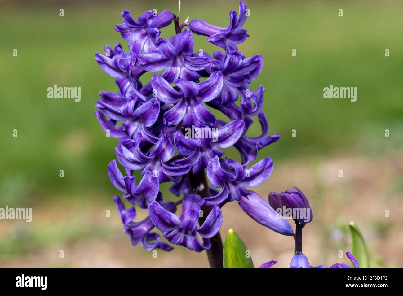 Close up of a purple common hyacinth (hyacinthus orientalis) flower in bloom Stock Photo - Alamy
