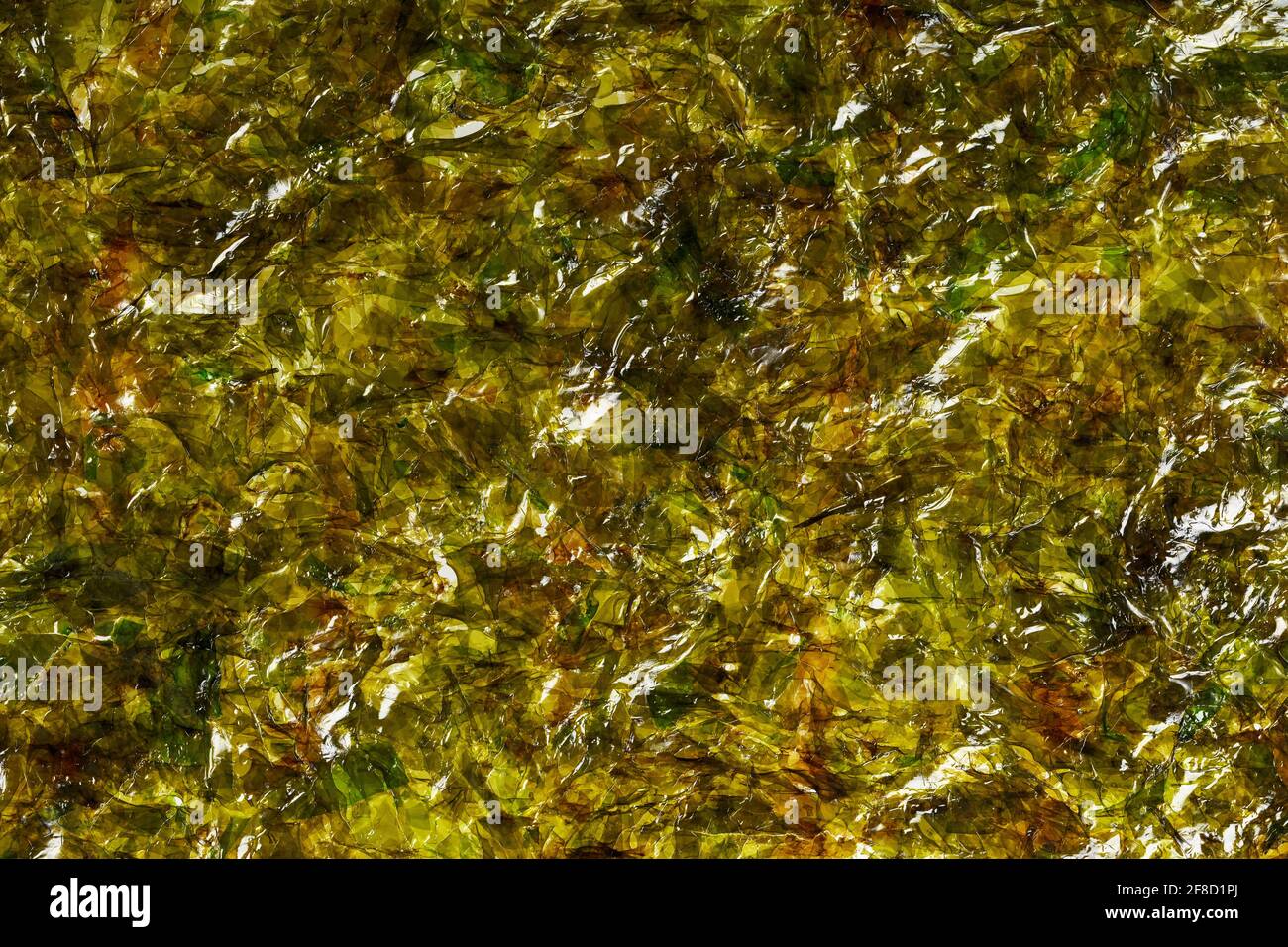 Nori textured background matte in full screen. Dried nori seaweed for ...