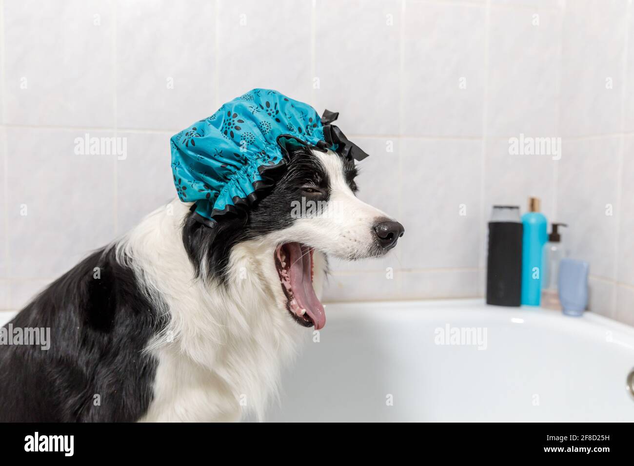 Funny indoor portrait of puppy dog border collie sitting in bath gets ...