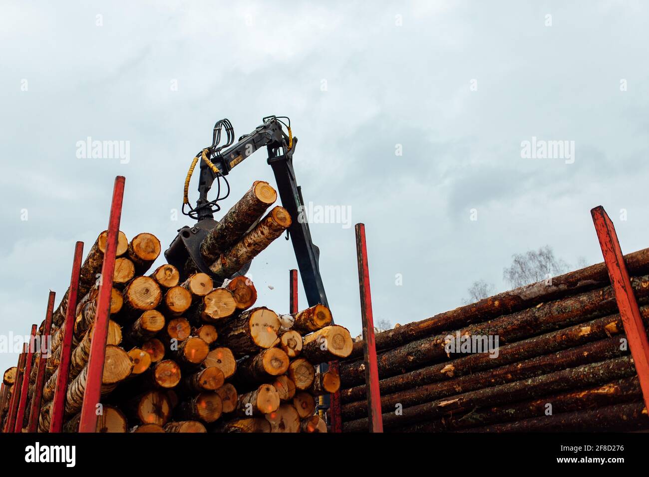 the crane loads the trees. the cut tree trunks are loaded into the body ...