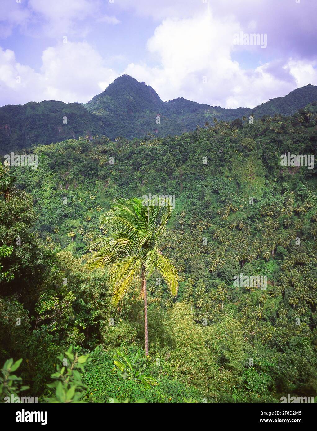 Rain forest st lucia windward hi-res stock photography and images - Alamy