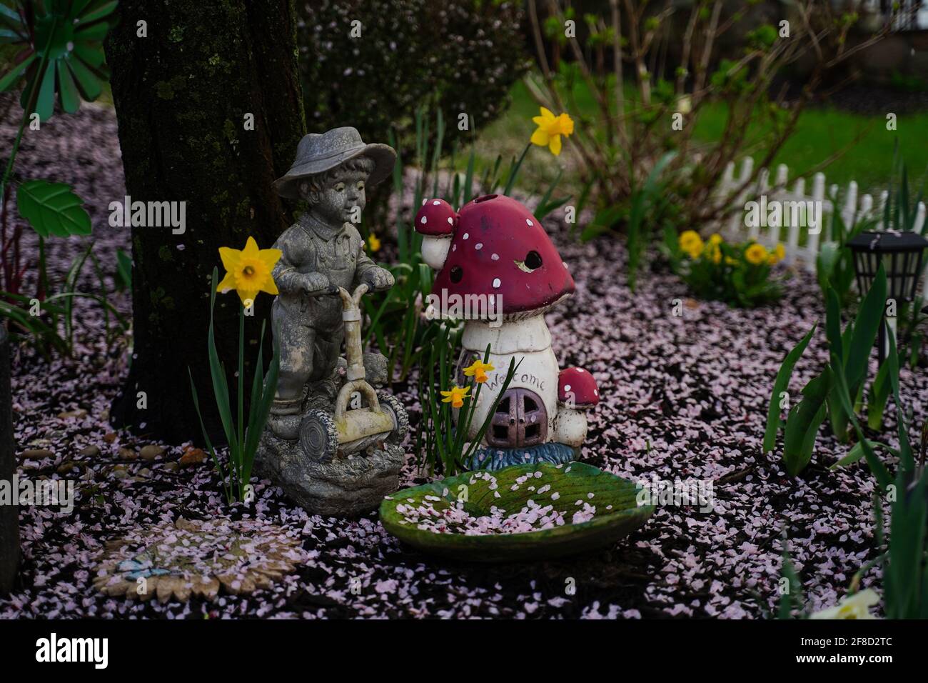 Fallen Cherry blossom flower petals in garden Stock Photo - Alamy