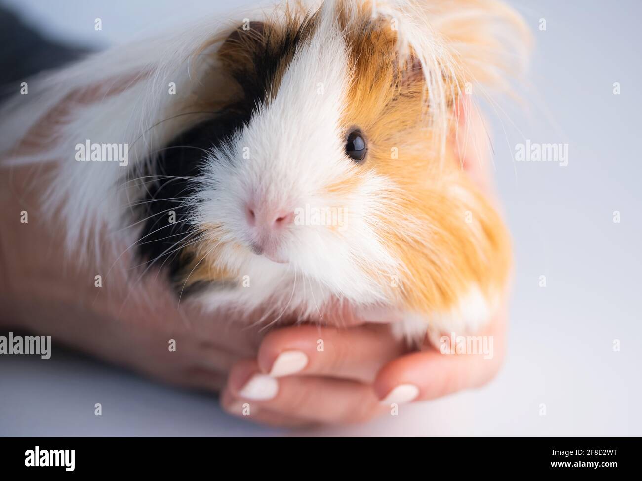 Funny peruvian cavy in female hands Stock Photo - Alamy