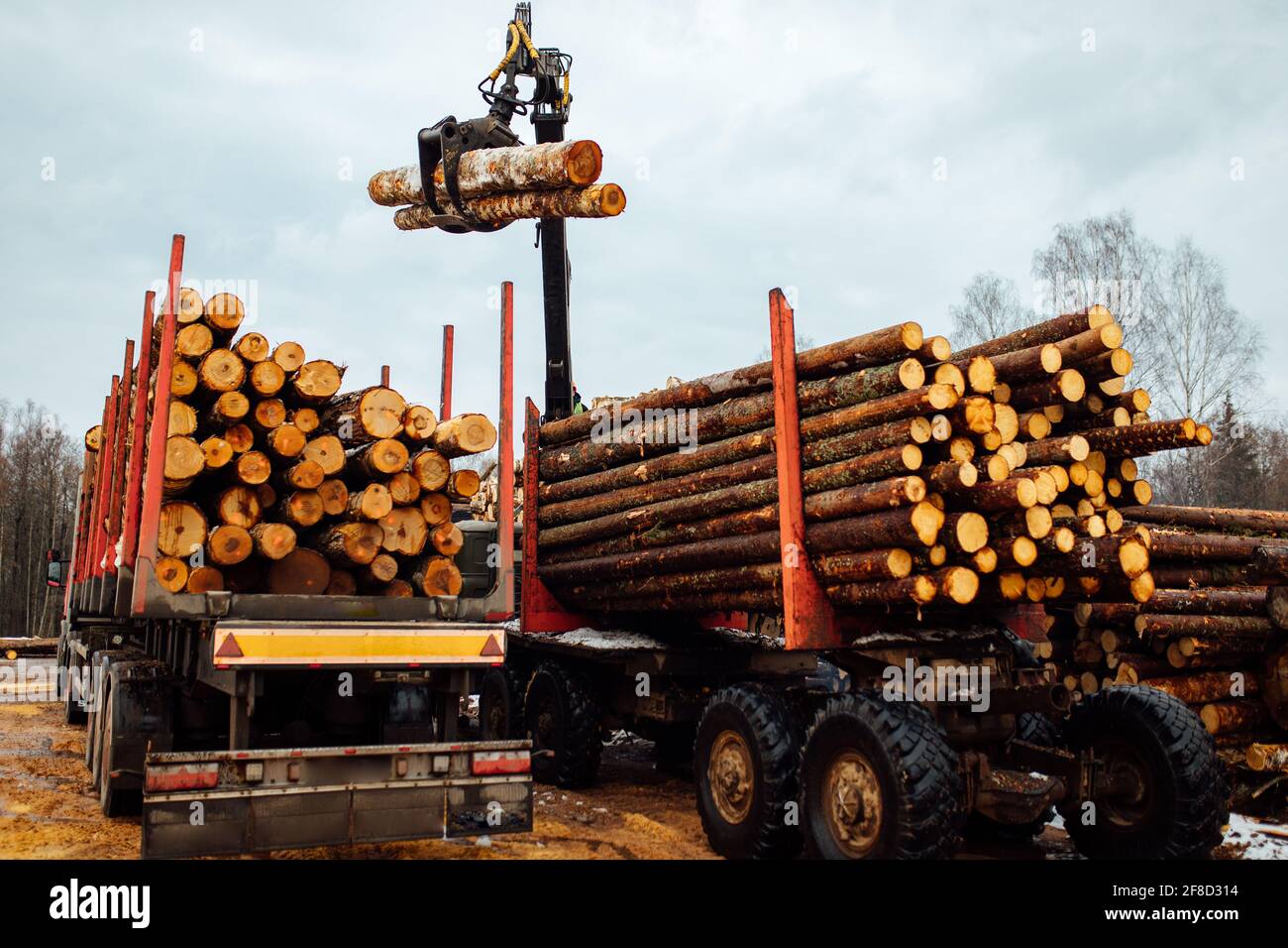 the crane loads the trees. the cut tree trunks are loaded into the body ...