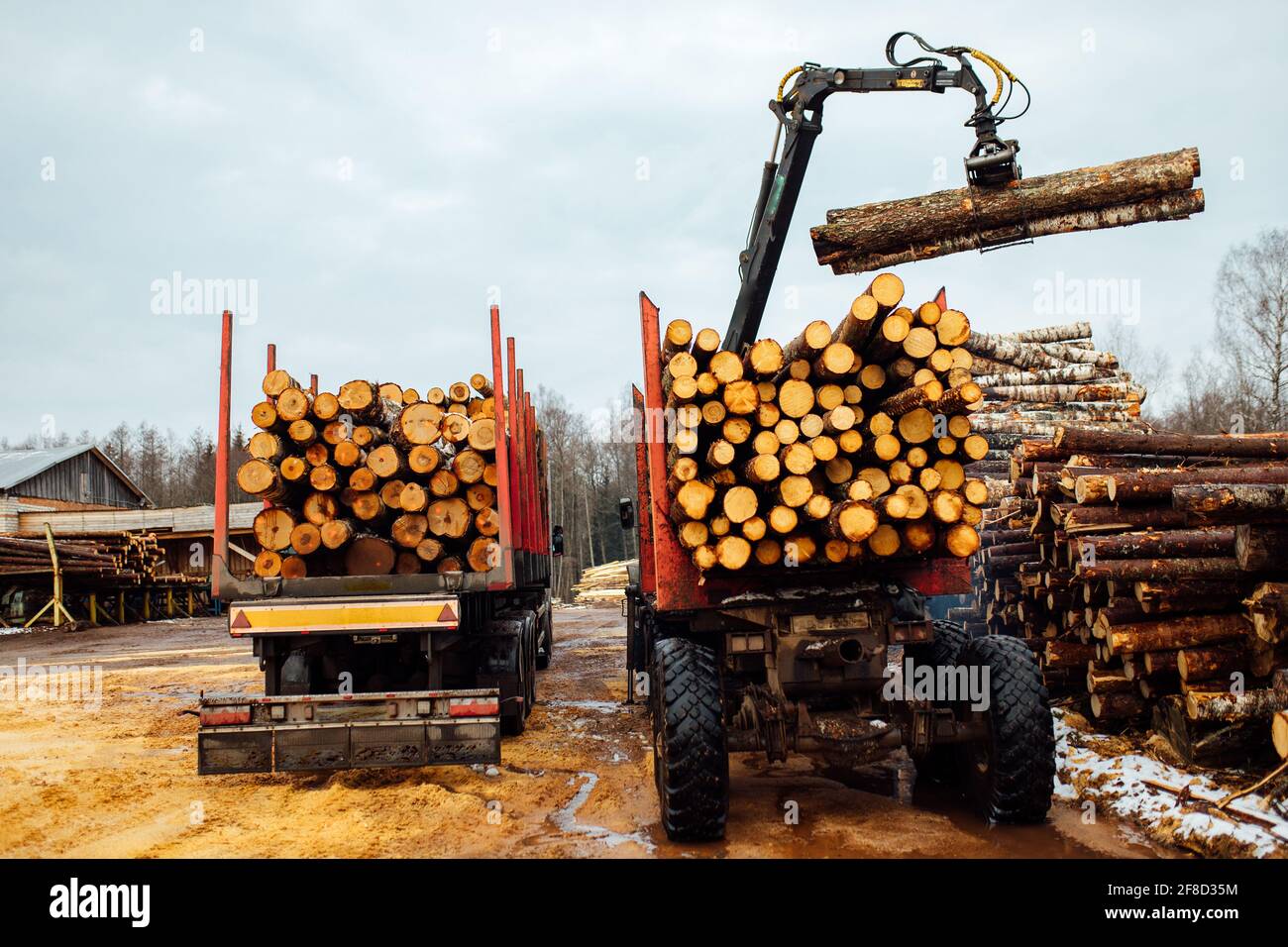the crane loads the trees. the cut tree trunks are loaded into the body ...