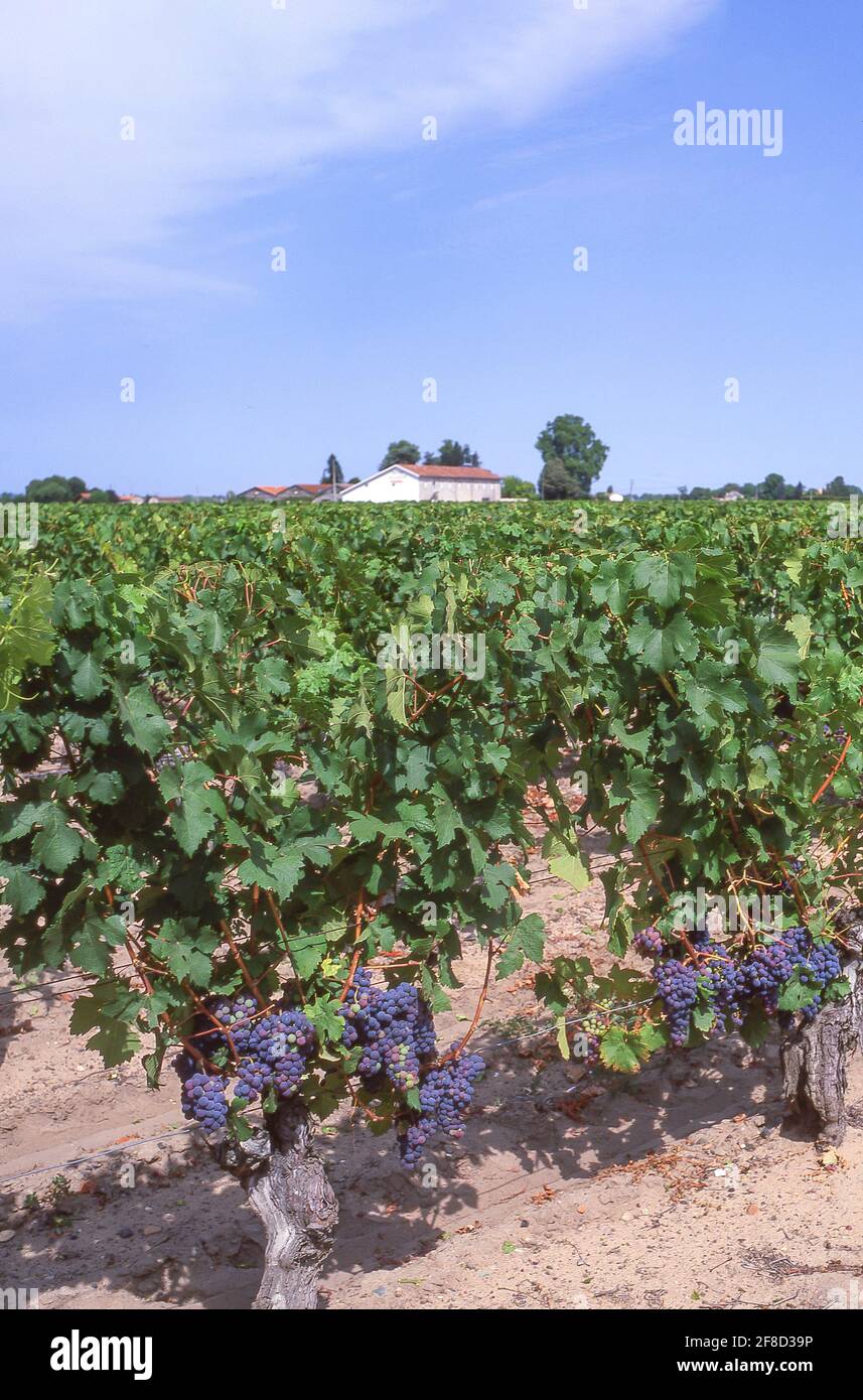 Grapes on vines in vineyard, Saint-Emilion, Gironde. Aquitaine, France ...