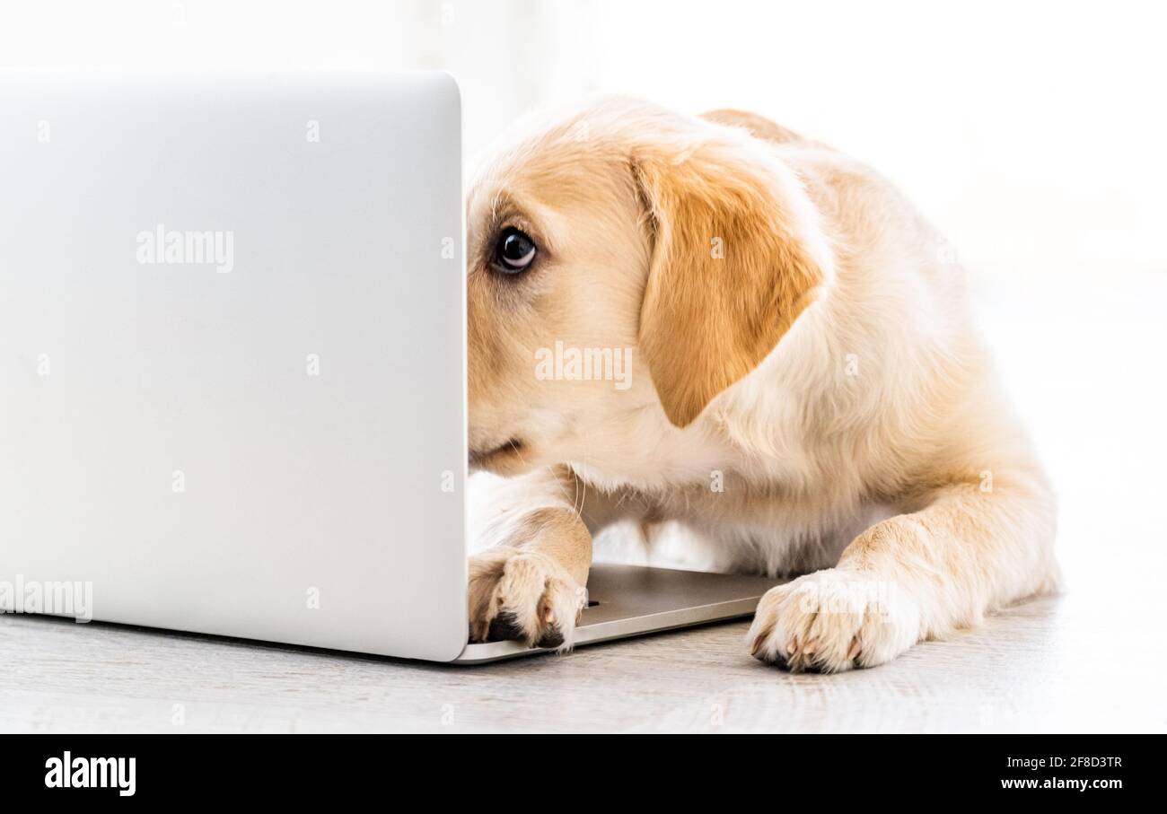 Lovely young dog looking into laptop screen Stock Photo - Alamy