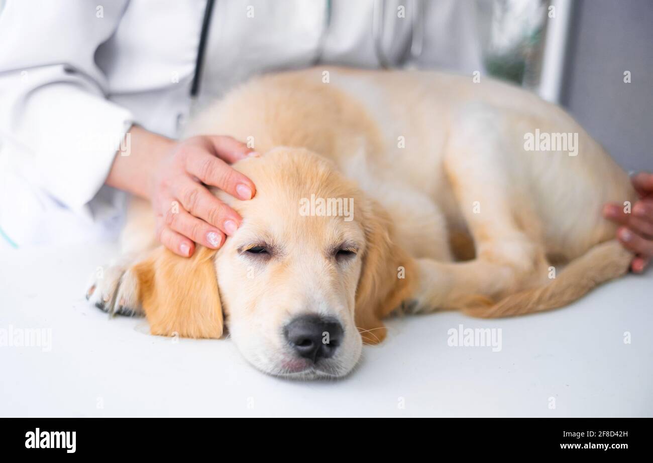 Cute dog resting in veterinary clinic under supervision of doctor Stock ...