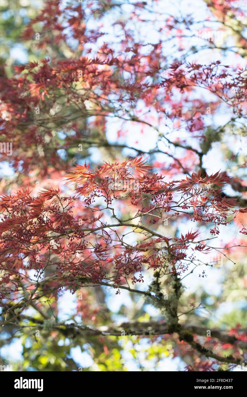 Oshio beni japanese maple hi-res stock photography and images - Alamy