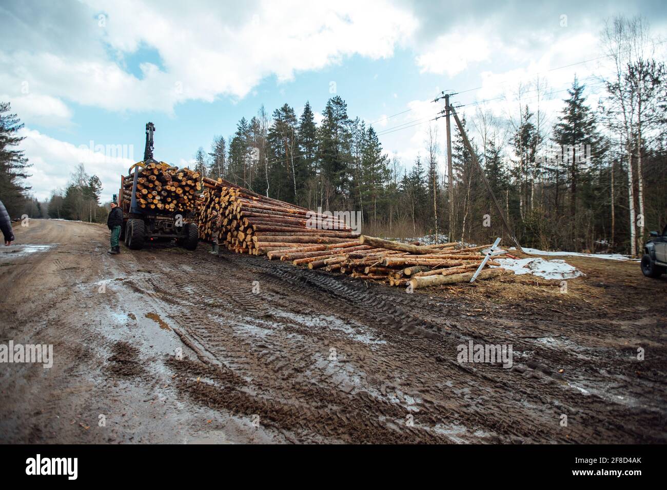 the crane loads the trees. the cut tree trunks are loaded into the body ...