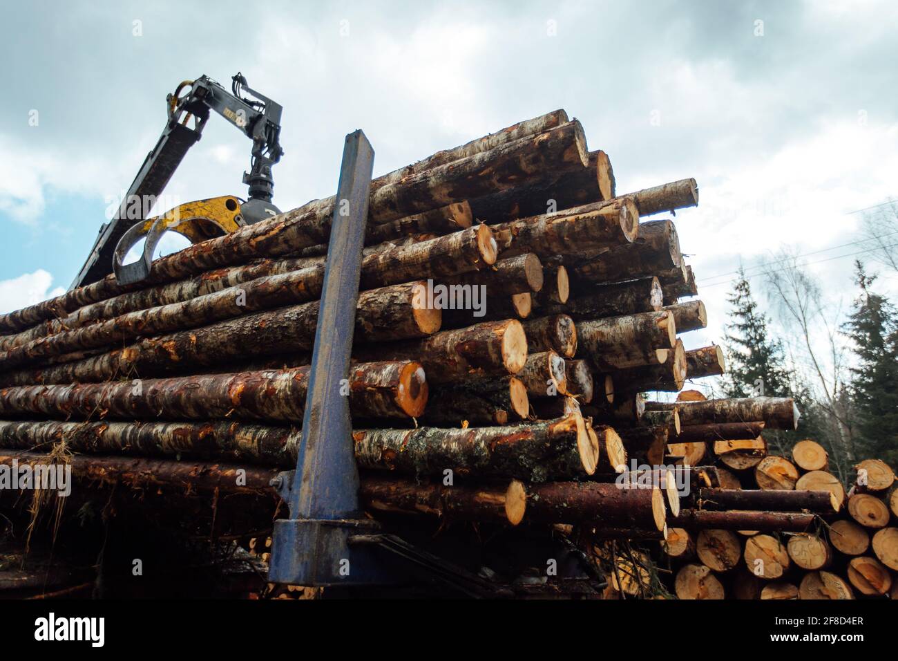the crane loads the trees. the cut tree trunks are loaded into the body ...