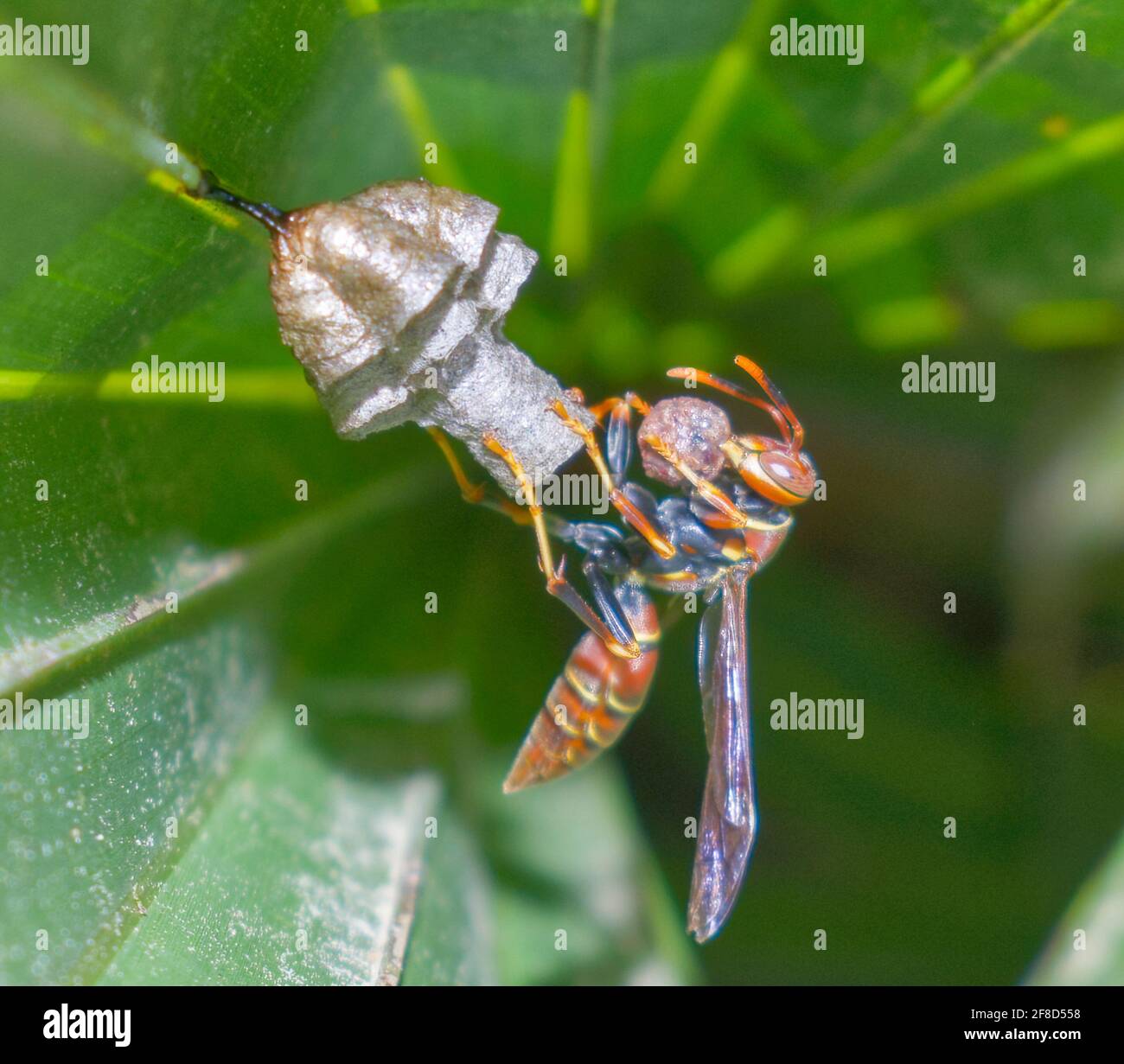 Yellow wasp and hive hi-res stock photography and images - Alamy
