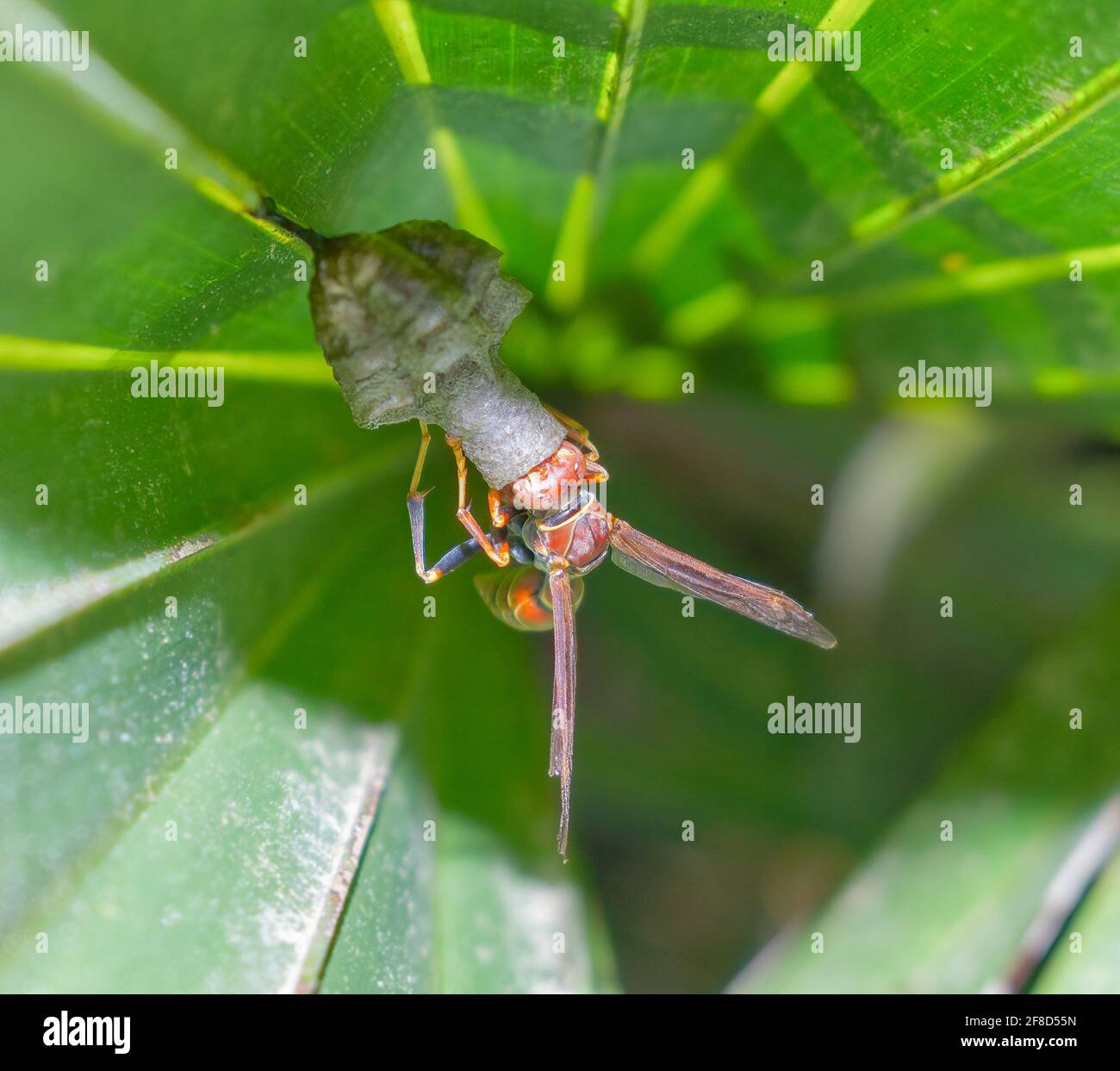 Yellow wasp and hive hi-res stock photography and images - Alamy
