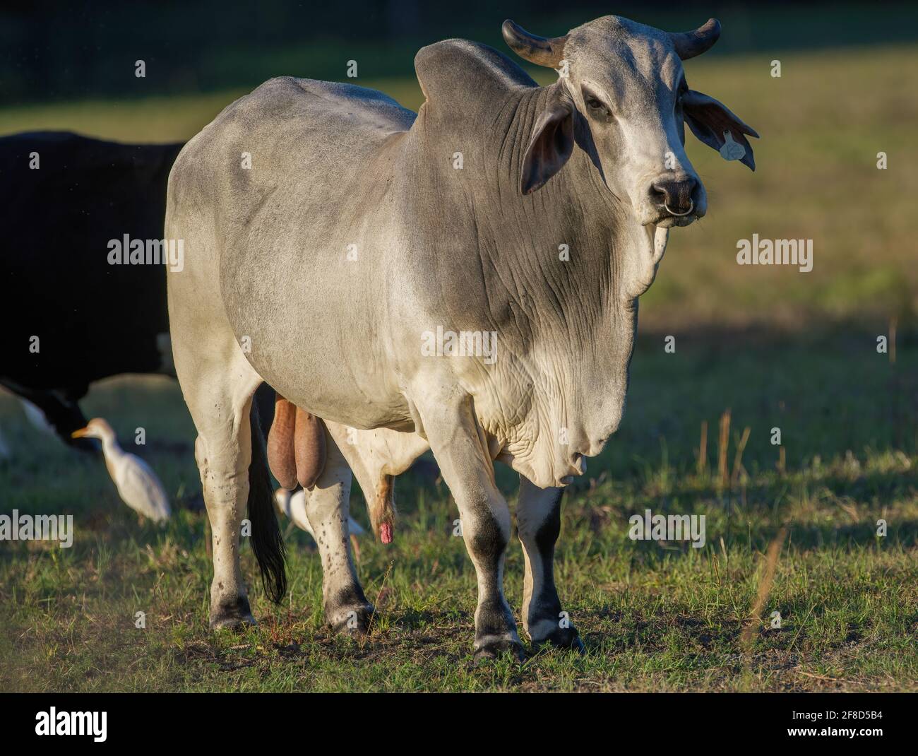 Brahman breed of cattle hi-res stock photography and images - Alamy