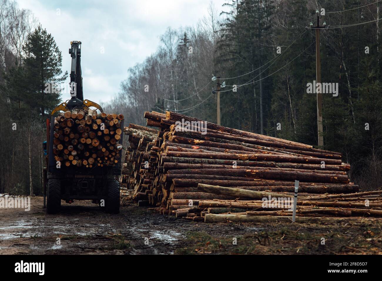 the crane loads the trees. the cut tree trunks are loaded into the body ...