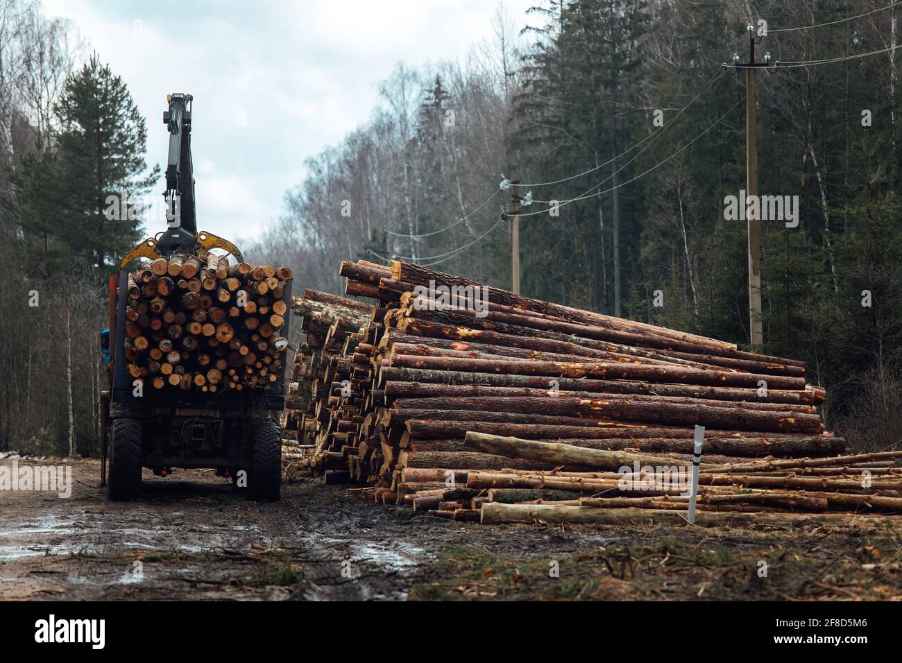the crane loads the trees. the cut tree trunks are loaded into the body ...