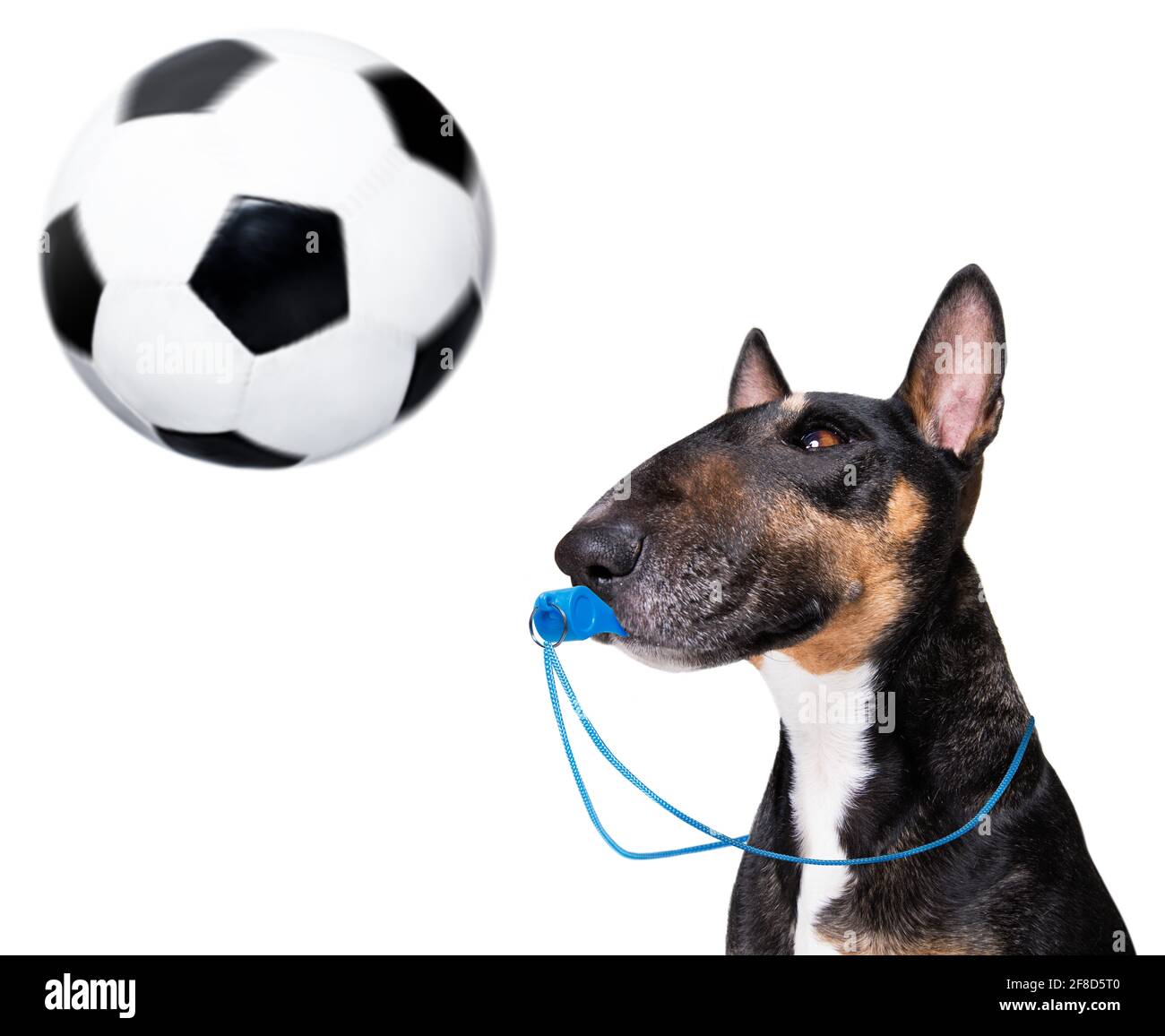 referee arbitrator umpire bull terrier dog blowing blue whistle in ...
