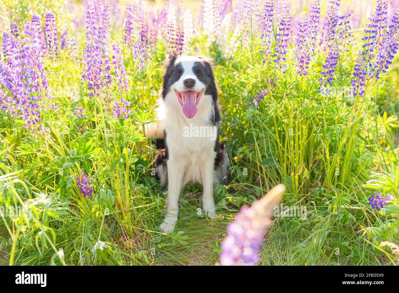 Outdoor portrait of cute smiling puppy border collie sitting on grass ...