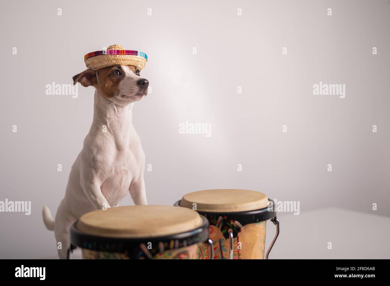 Bongo Drums High Resolution Stock Photography and Images - Alamy