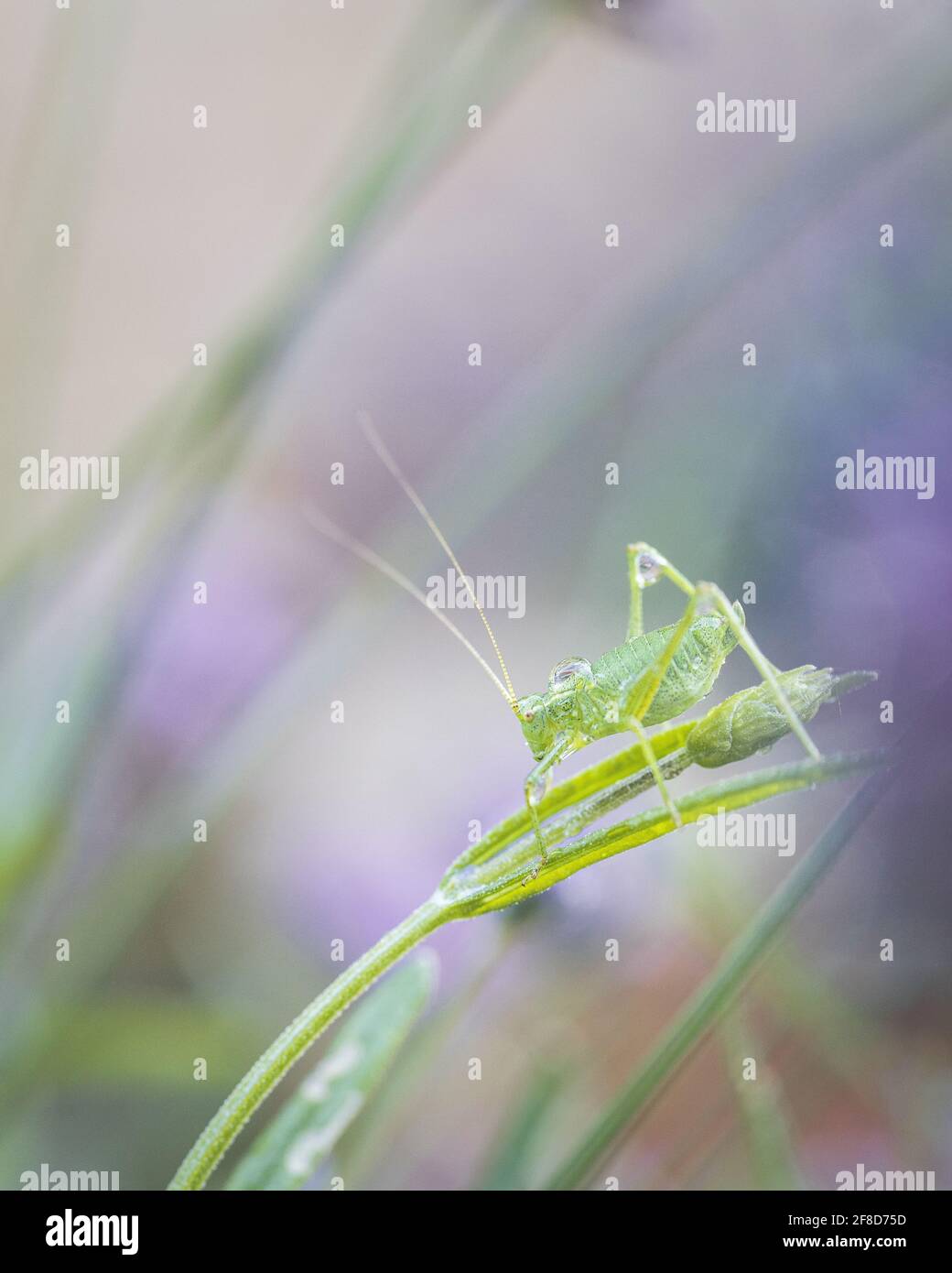 Vertical shot of a green wet grasshopper on a plant Stock Photo - Alamy