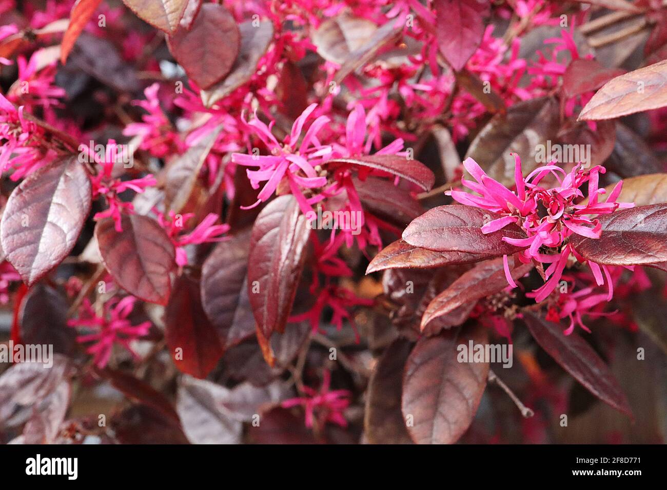 Chinese fringe flower (loropetalum) hi-res stock photography and images ...