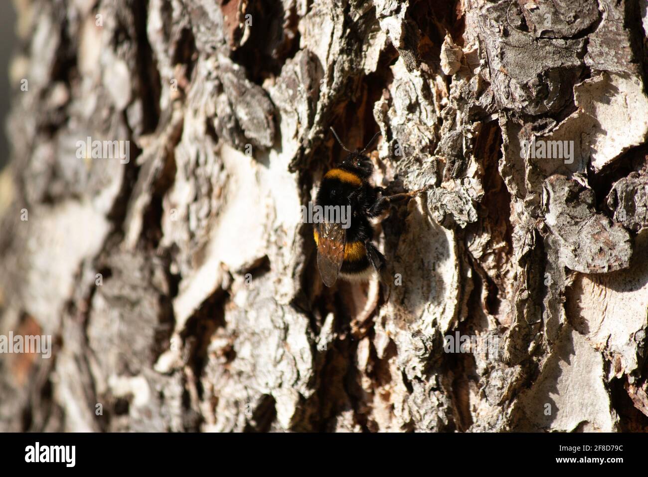 beautiful fluffy bumblebee on a tree near, on the bark of trees fluffy ...