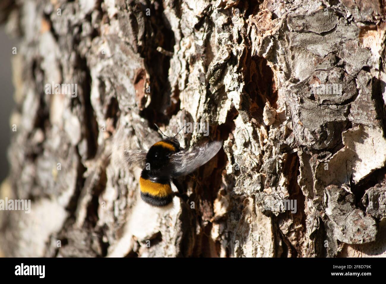beautiful fluffy bumblebee on a tree near, on the bark of trees fluffy ...