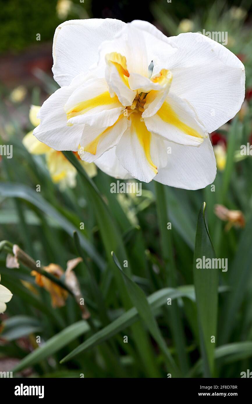 Double narcissus paperwhite erlicheer hi-res stock photography and ...