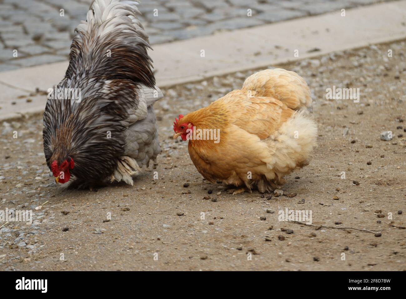 Hens eating some corn on the ground Stock Photo - Alamy