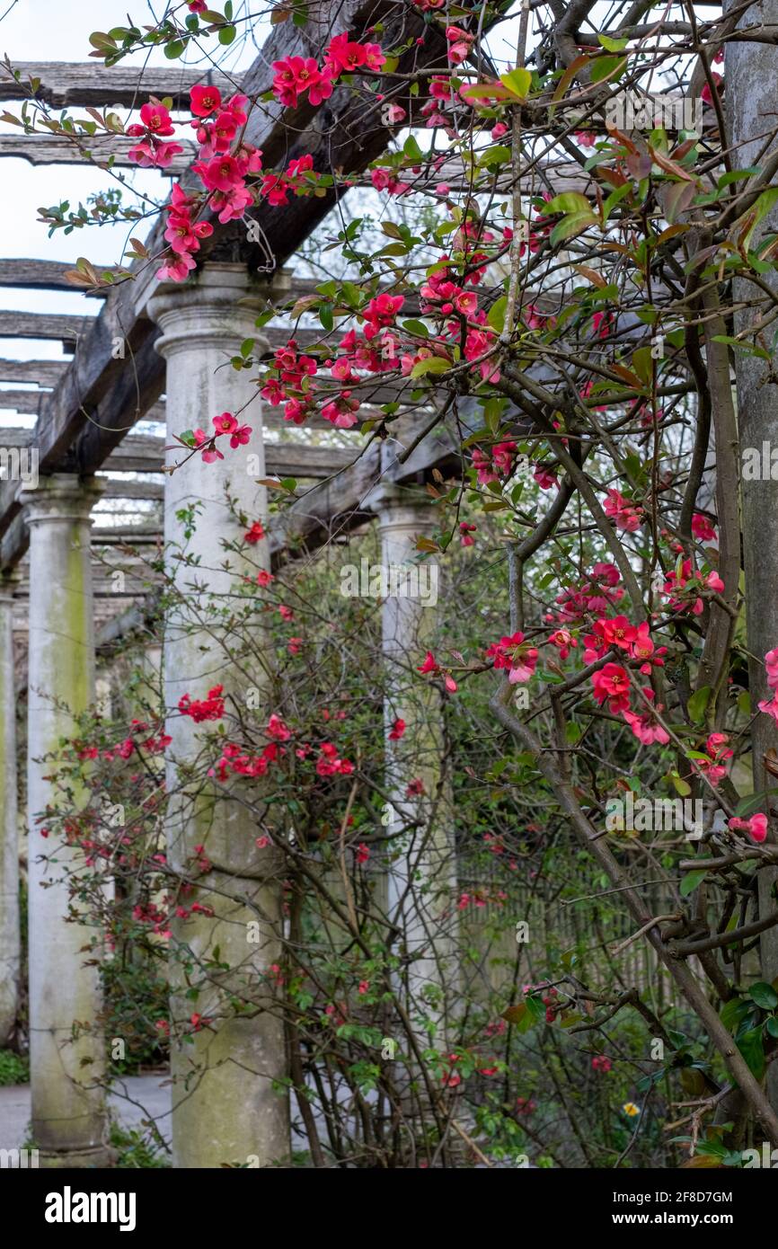 Pergola garden photographed in spring with the trees and shrubs in ...