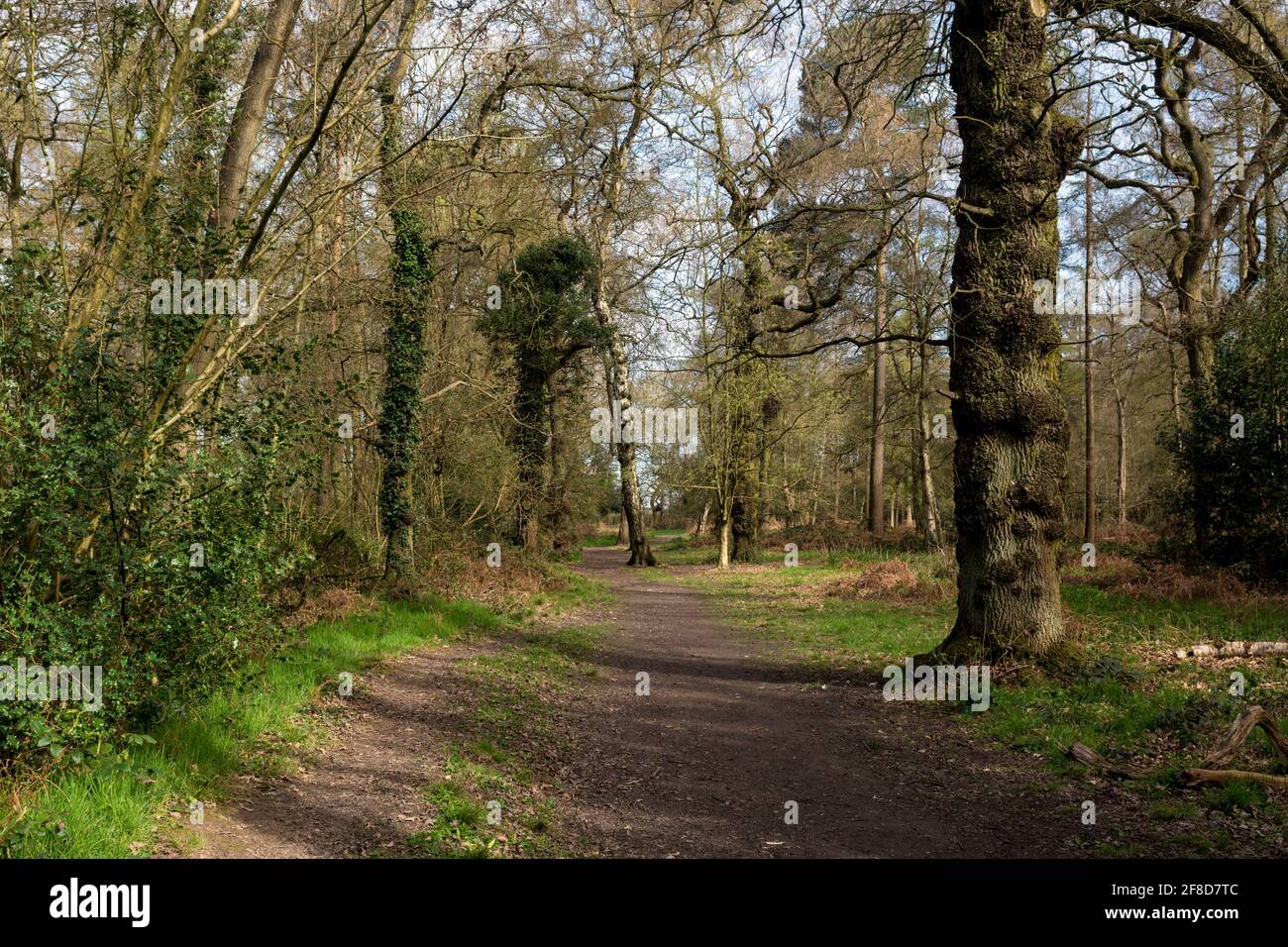 Tilehill Wood Nature Reserve in spring, Coventry, West Midlands ...