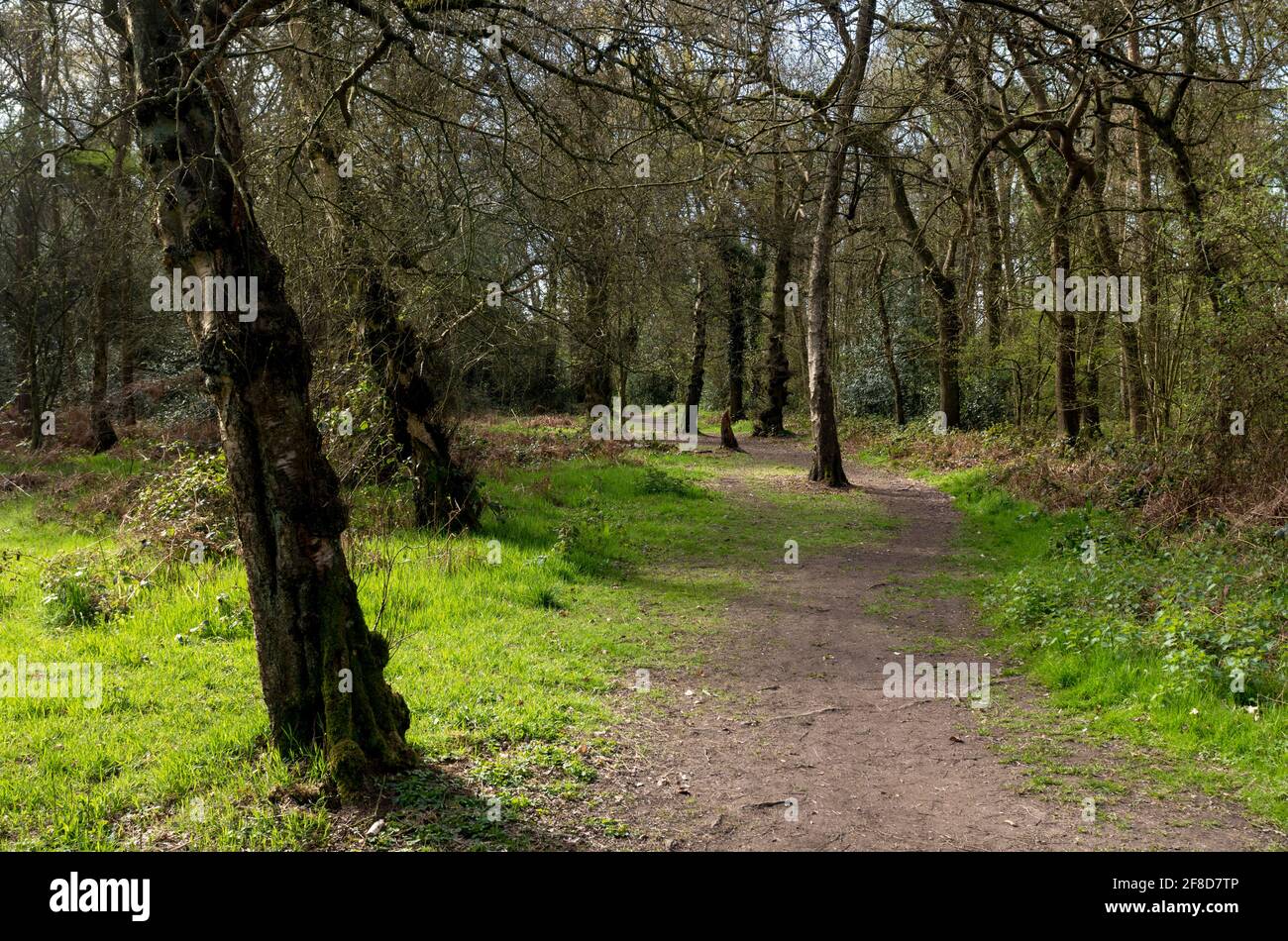 Tilehill Wood Nature Reserve in spring, Coventry, West Midlands ...