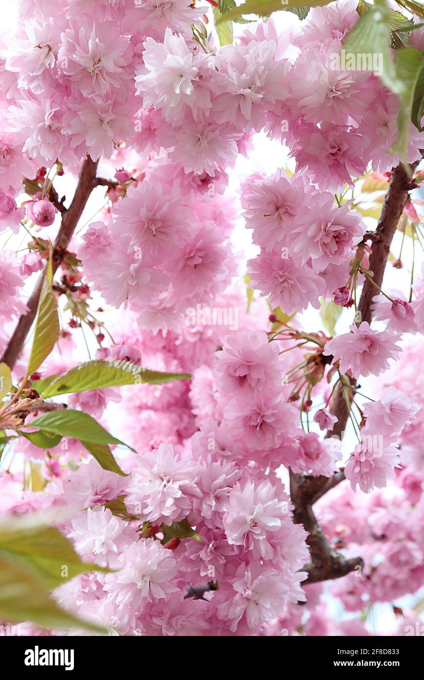 Prunus ‘Asano’ Asano cherry blossom – chrysanthemum-flowered clusters ...