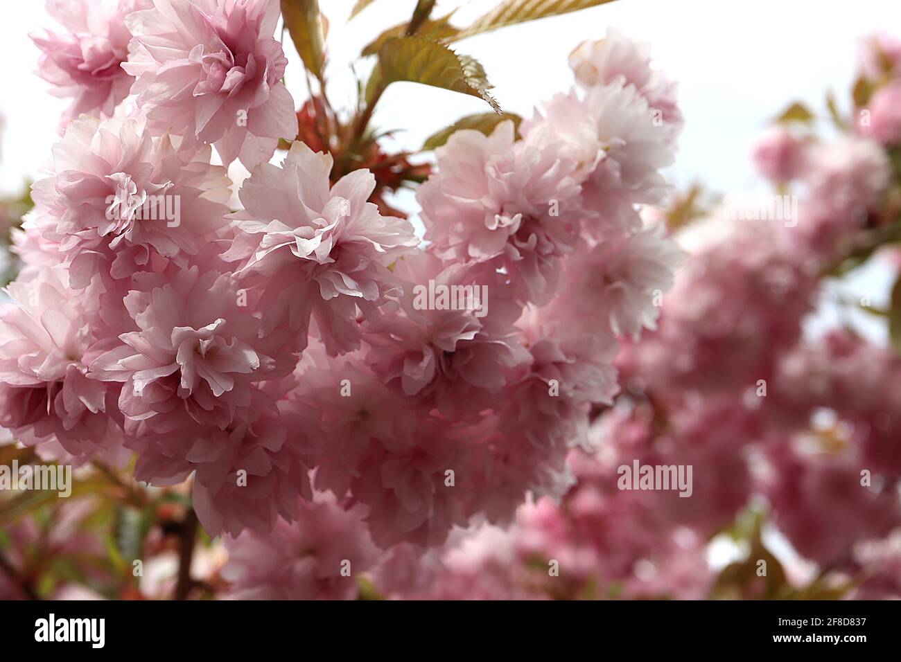 Prunus ‘Asano’ Asano cherry blossom – chrysanthemum-flowered clusters ...