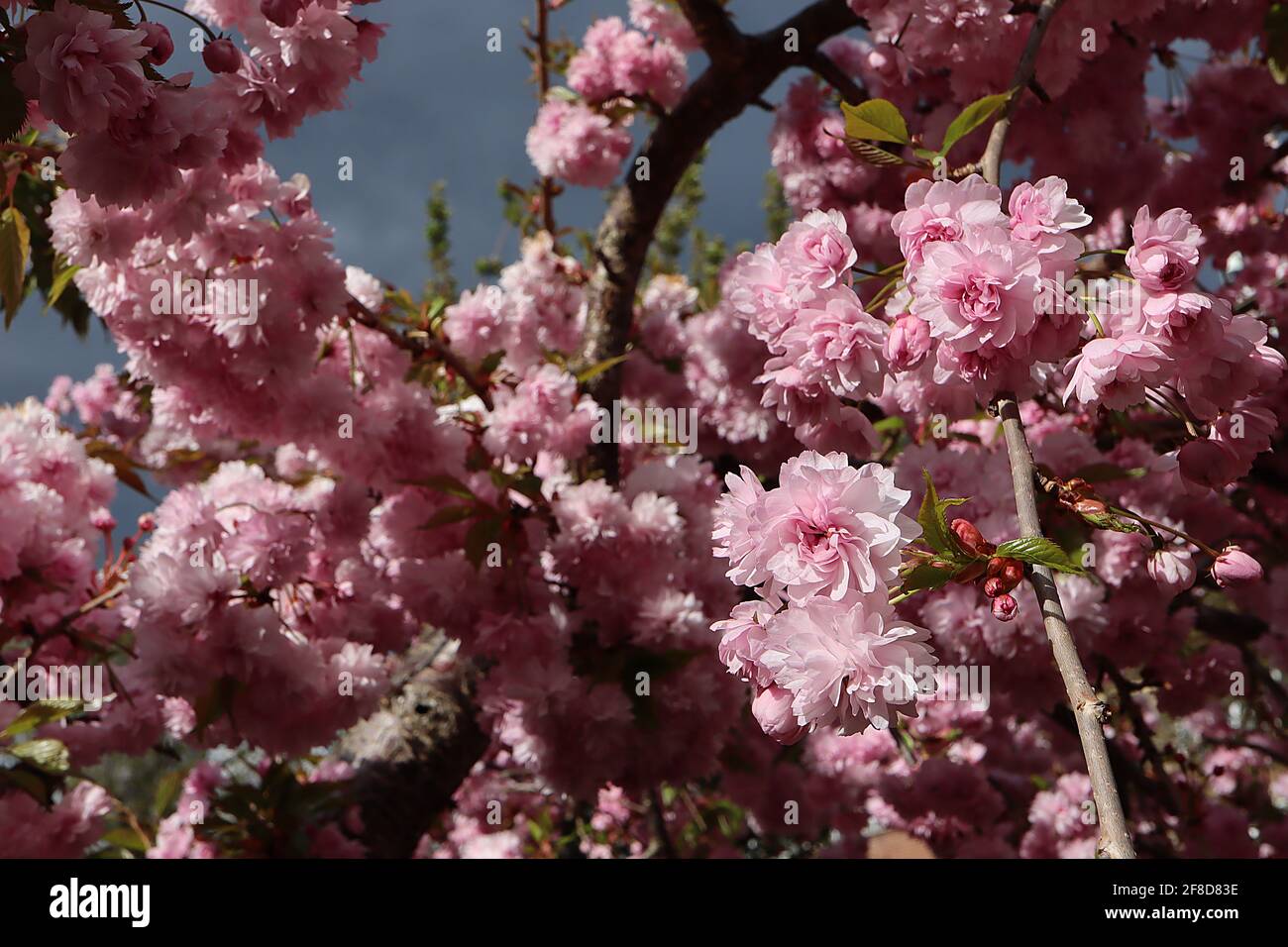 Prunus ‘Asano’ Asano cherry blossom – chrysanthemum-flowered clusters ...