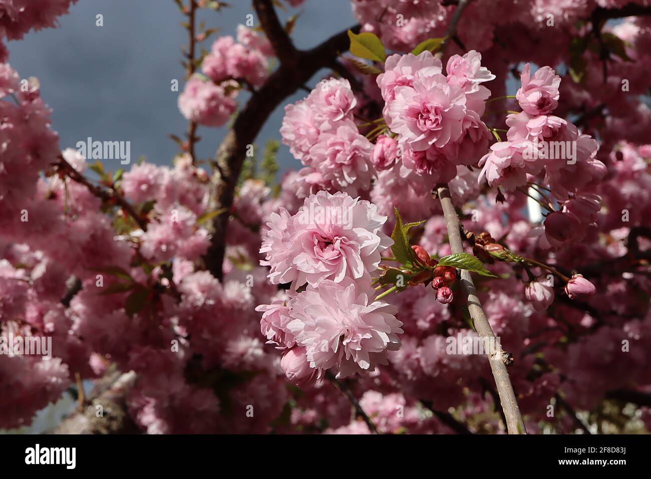 Prunus ‘Asano’ Asano cherry blossom – chrysanthemum-flowered clusters ...