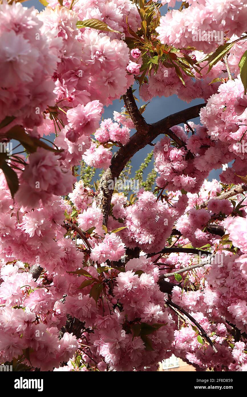Prunus ‘Asano’ Asano cherry blossom – chrysanthemum-flowered clusters ...