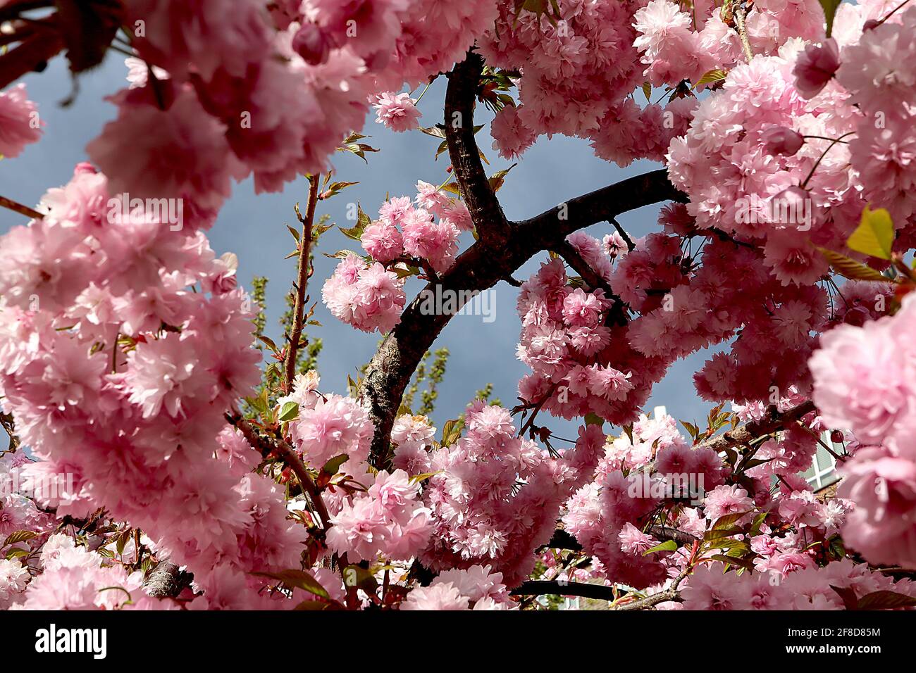 Prunus ‘Asano’ Asano cherry blossom – chrysanthemum-flowered clusters ...