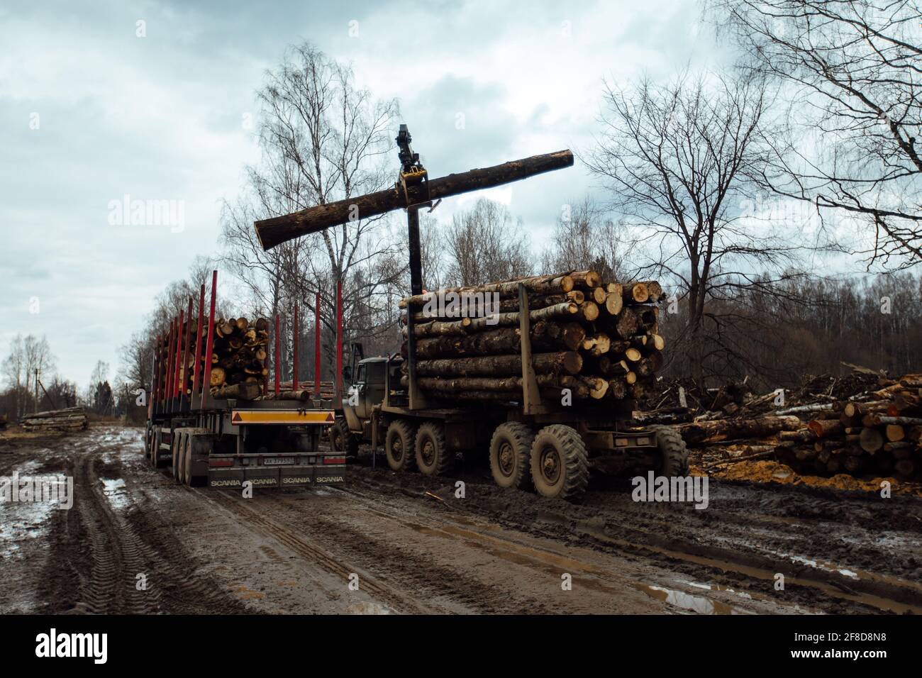 the crane loads the trees. the cut tree trunks are loaded into the body ...