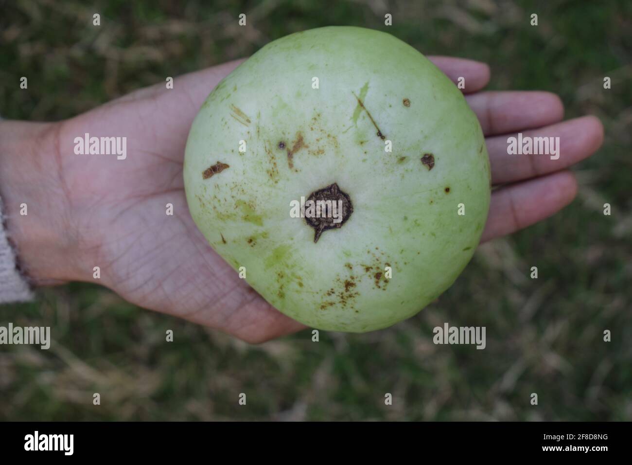 Female holding round bottlegourd vegetable in palm. Indian asian sphere ...