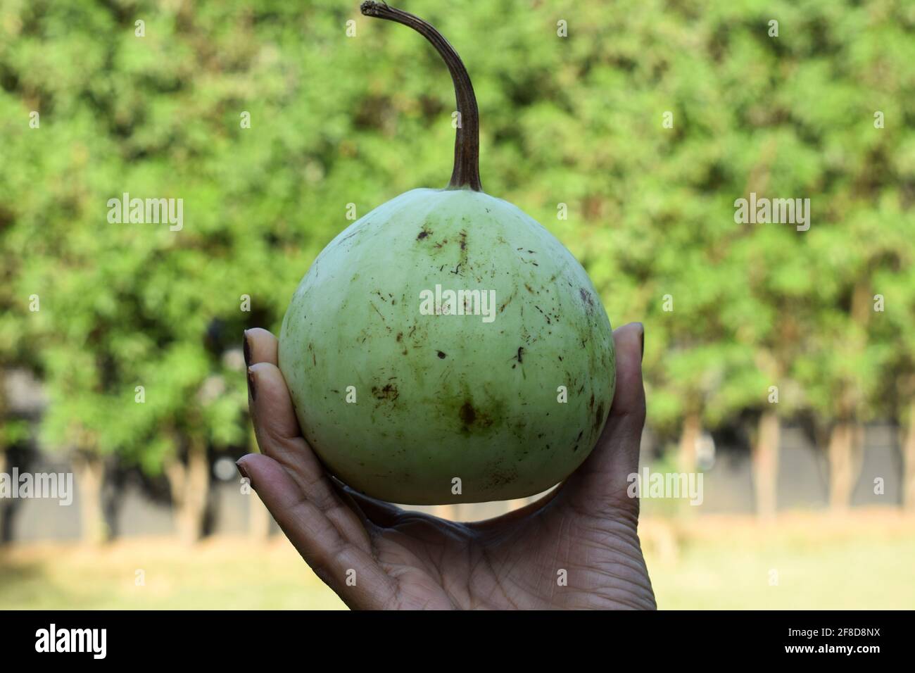 Female holding round bottlegourd vegetable in palm. Indian asian sphere ...